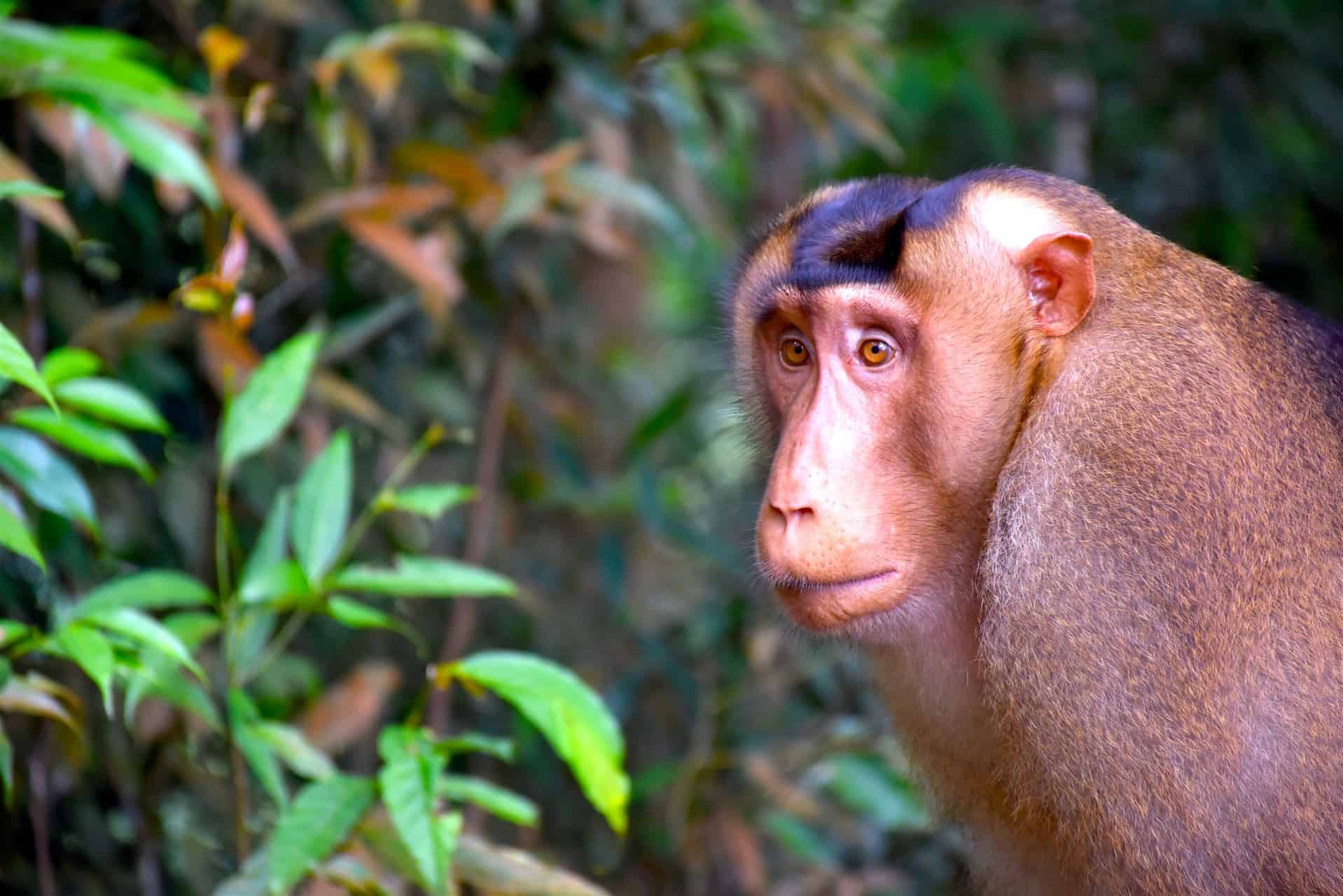 Sumatra Trekking - Overnight Jungle Trek - 2-day trek - Sumatra EcoTravel