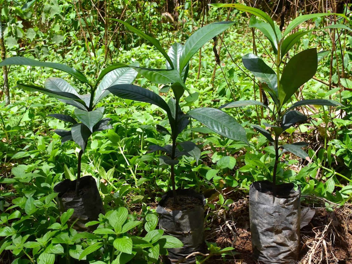Planting Trees - Sumatra EcoTourism - Sumatra EcoTravel