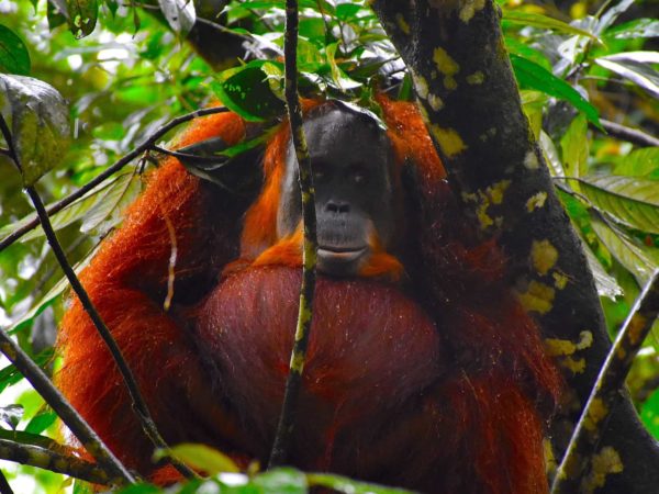 Sumatran Orangutans - Sumatran Orangutan Treks by Sumatra EcoTravel