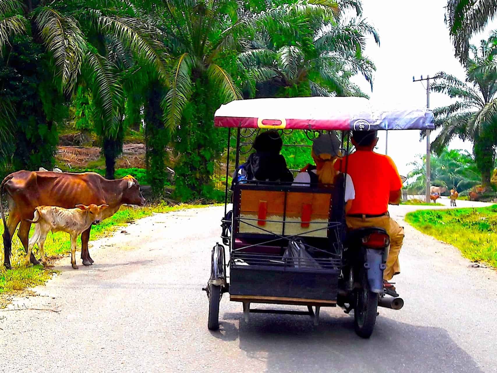 Sumatra Transport - EcoTravel's Transport Service - Sumatra EcoTravel
