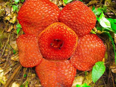 Sumatra Travel - Rafflesia Tour - 1-Day Tour - Sumatra EcoTravel