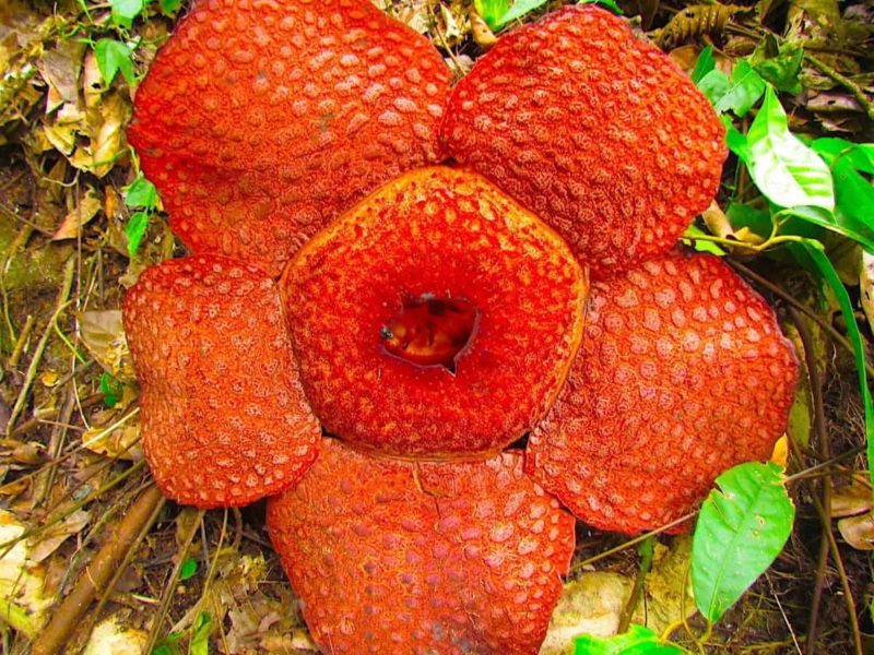 Sumatra Travel - Rafflesia Tour - 1-Day Tour - Sumatra EcoTravel