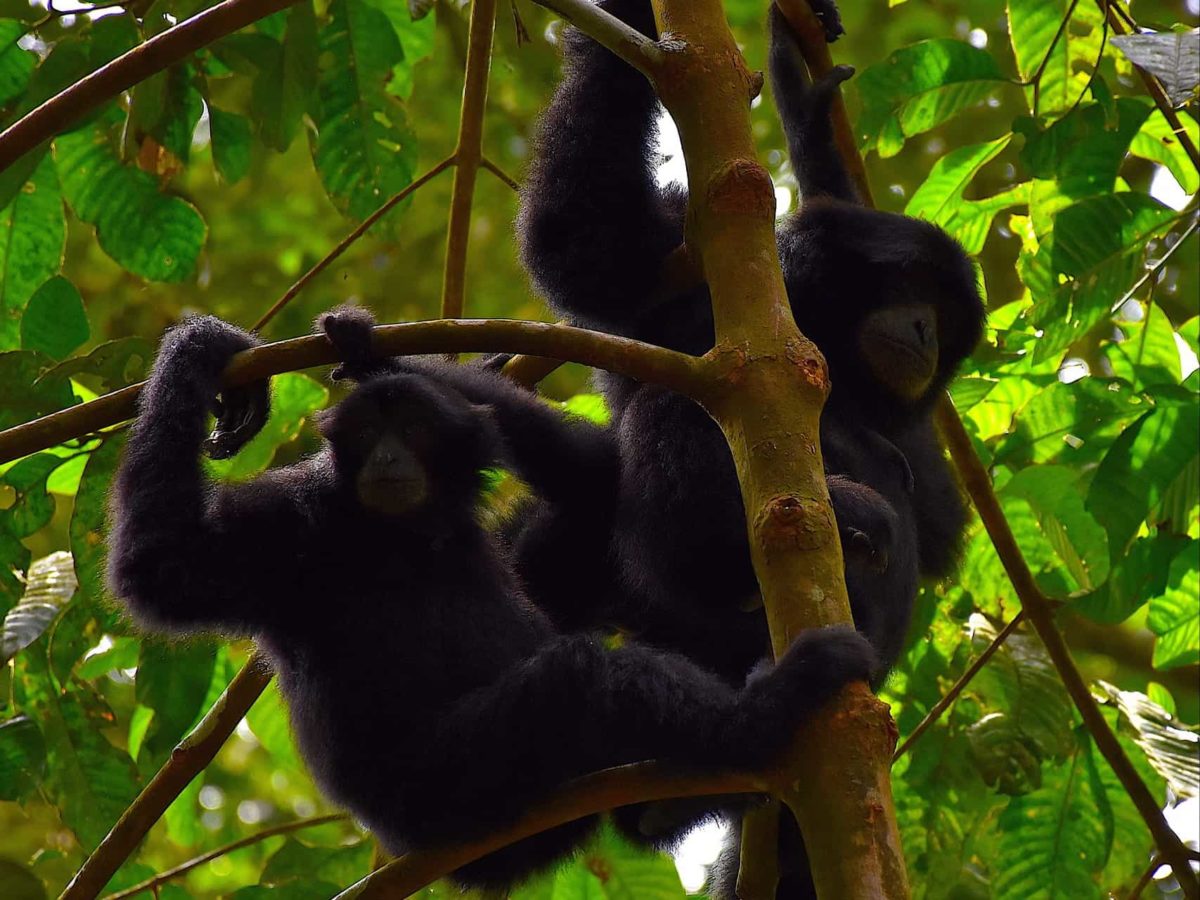 Gunung Leuser National Park - Sumatran Orangutans - Sumatra EcoTravel