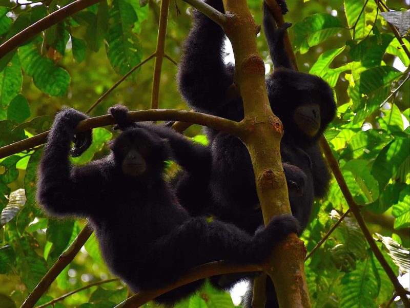 Gunung Leuser National Park - Sumatran Orangutans - Sumatra EcoTravel