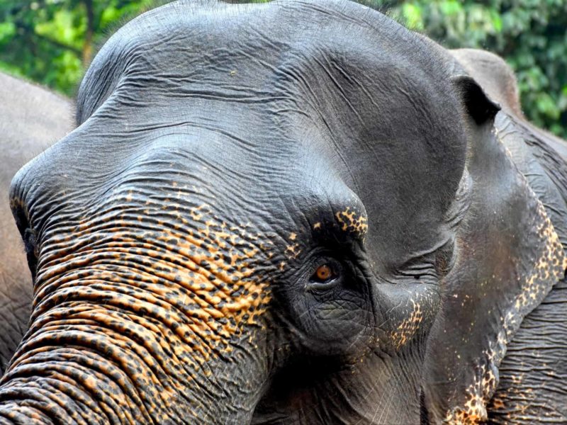 Tangkahan - Sumatran Elephants - 1-Day Tour - Sumatra EcoTravel