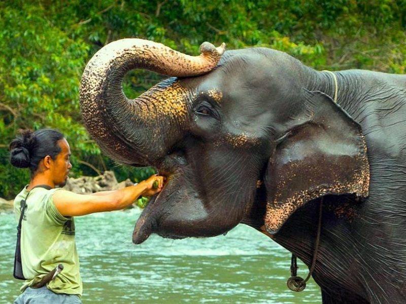 Tangkahan - Sumatran Elephants - 1-Day Tour - Sumatra EcoTravel