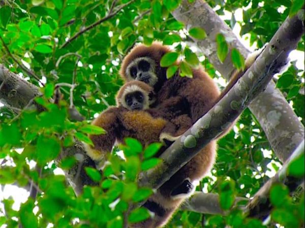 Gunung Leuser National Park - Sumatran Orangutans - Sumatra EcoTravel