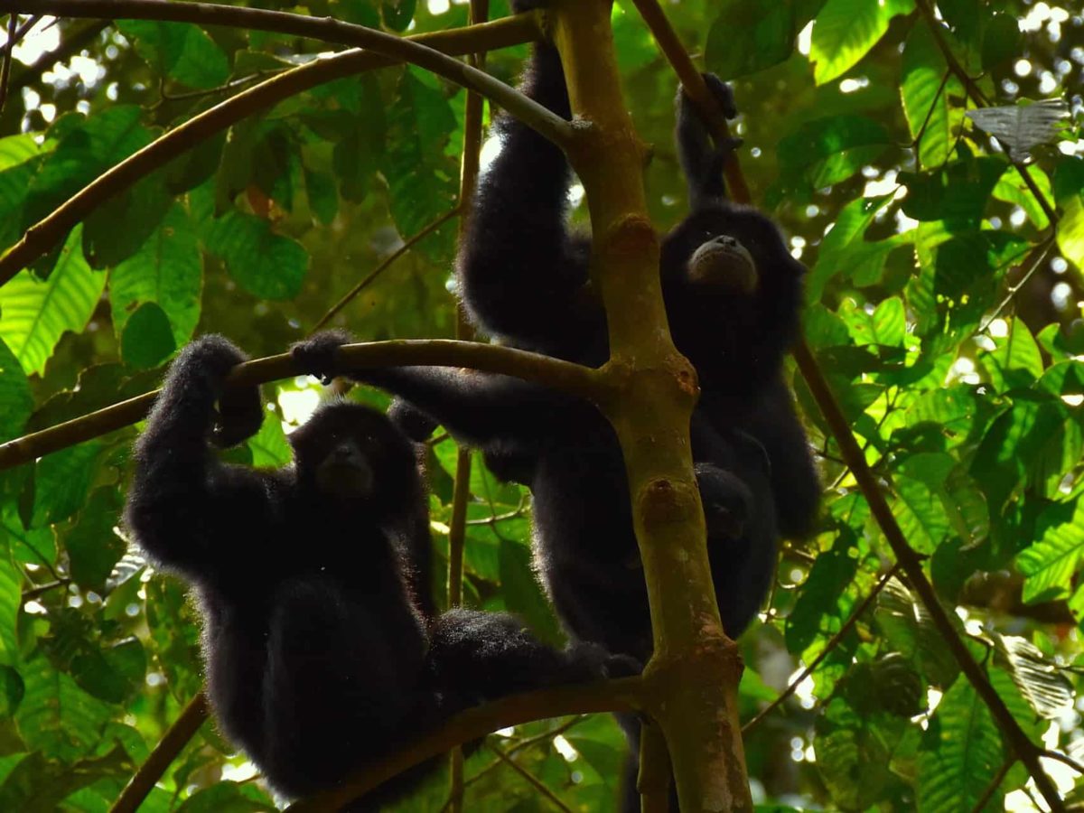 Sumatra Trekking - Overnight Jungle Trek - 2-day trek - Sumatra EcoTravel