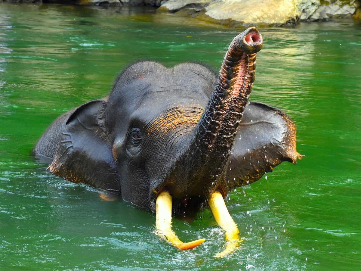 Tangkahan - Sumatran Elephants - 1-Day Tour - Sumatra EcoTravel