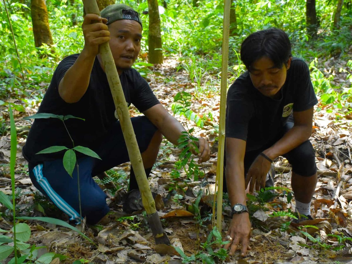 Planting Trees - Sumatra EcoTourism - Sumatra EcoTravel