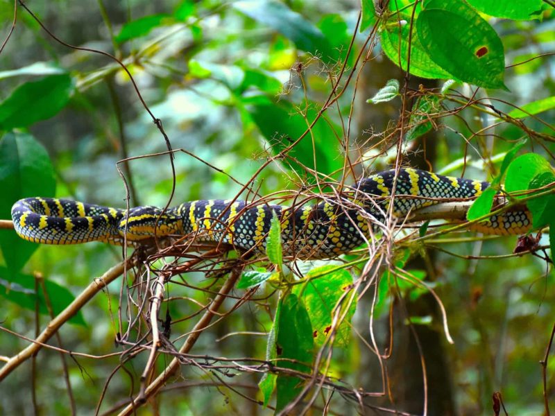 Sumatra Travel - Bukit Lawang - Landak River - Sumatra EcoTravel