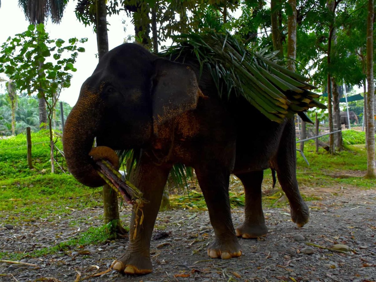 Tangkahan - Sumatran Elephants - 1-Day Tour - Sumatra EcoTravel