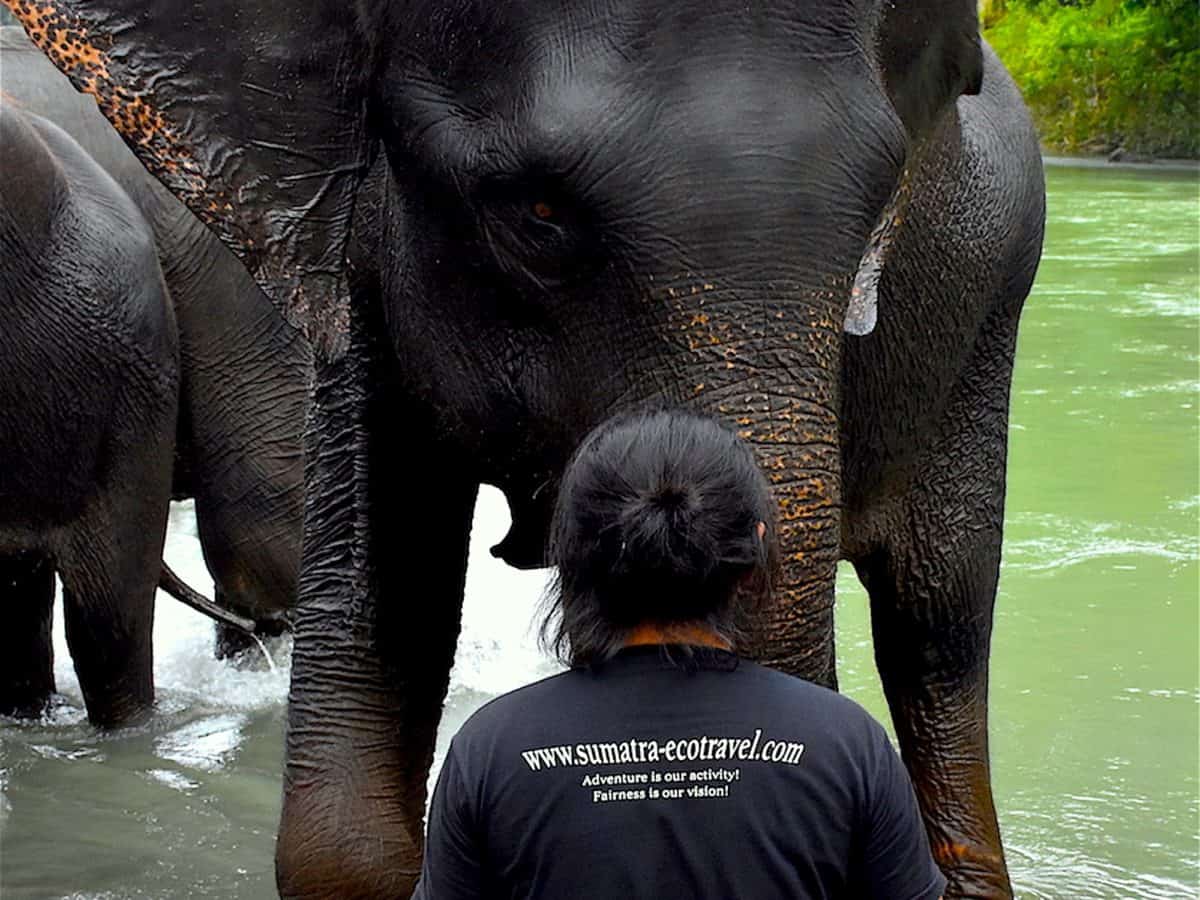 Tangkahan & Sumatran Elephants - 1-Day Tour by Sumatra EcoTravel