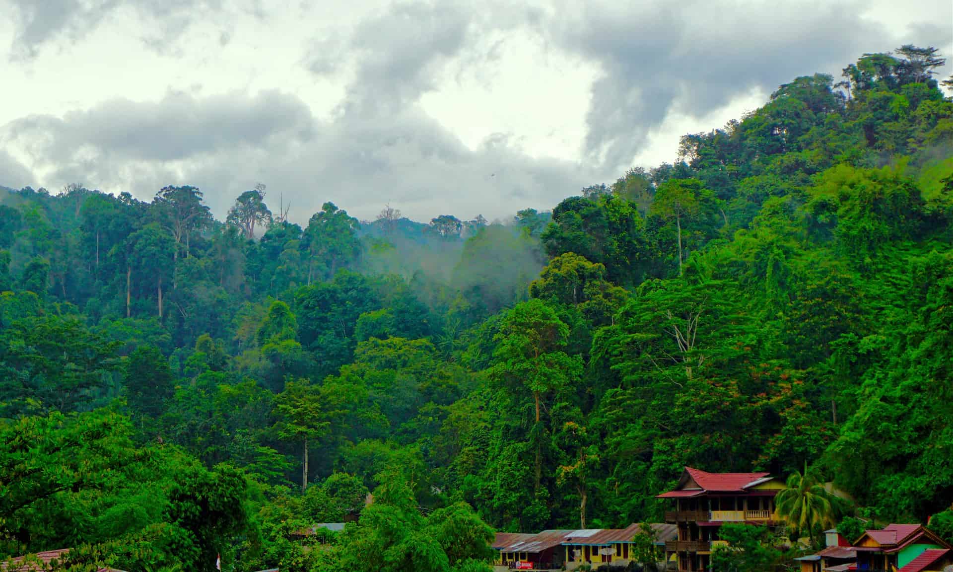 Guidelines For The Jungle - Bukit Lawang Trekking - Sumatra EcoTravel