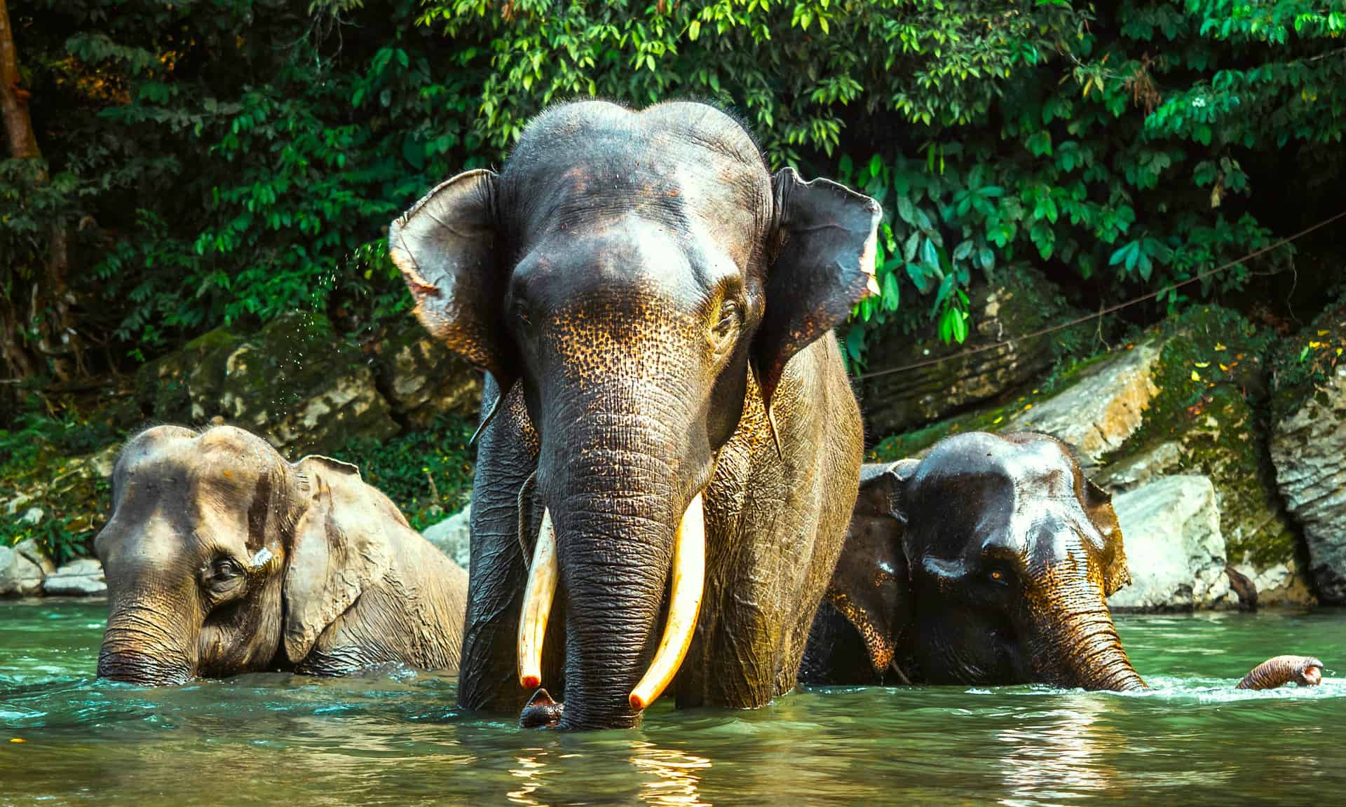 Gunung Leuser National Park - Sumatran Orangutans - Sumatra EcoTravel