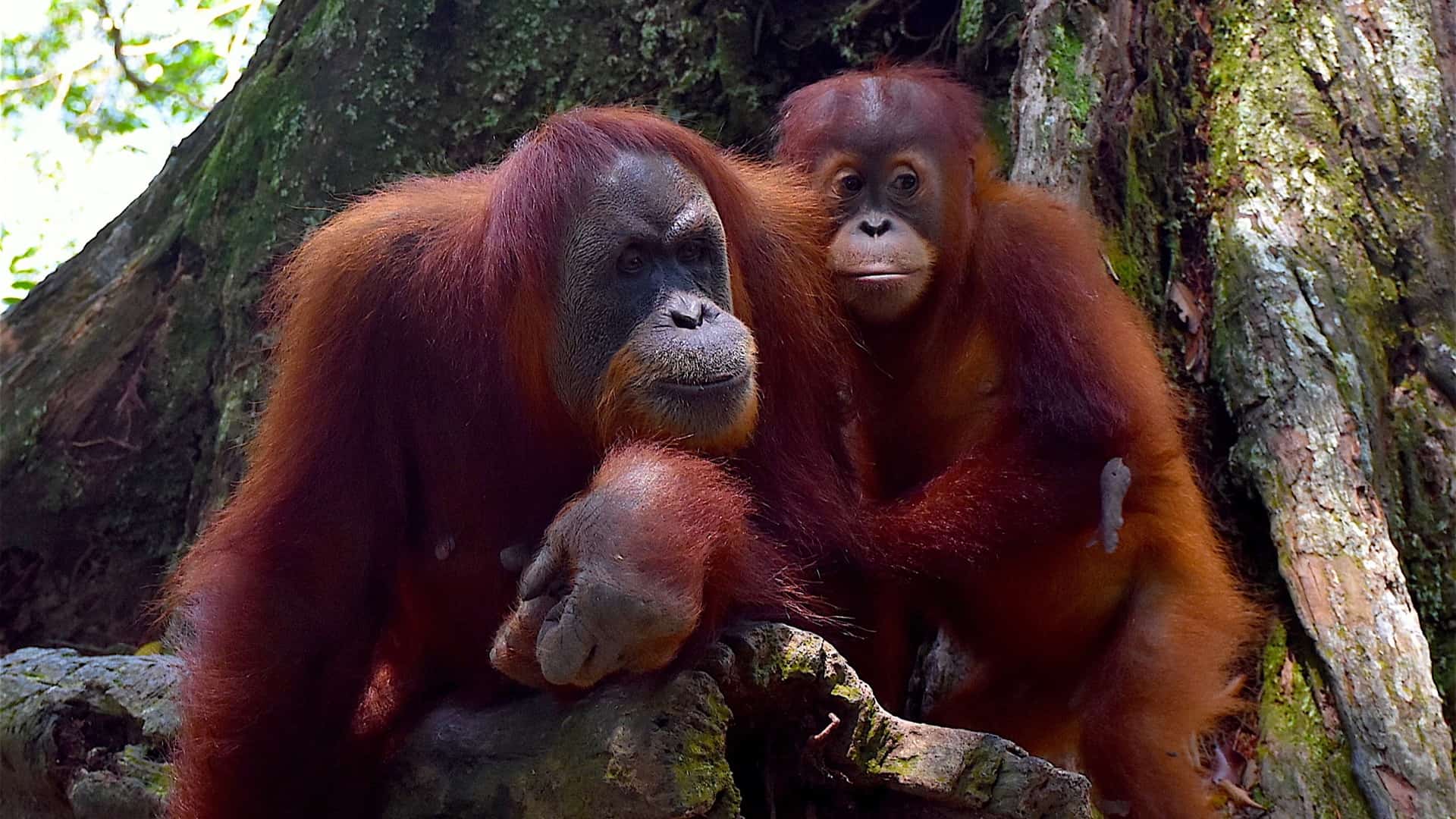 Short Trek - Sumatra Jungle Trek - Bukit Lawang - Sumatra EcoTravel